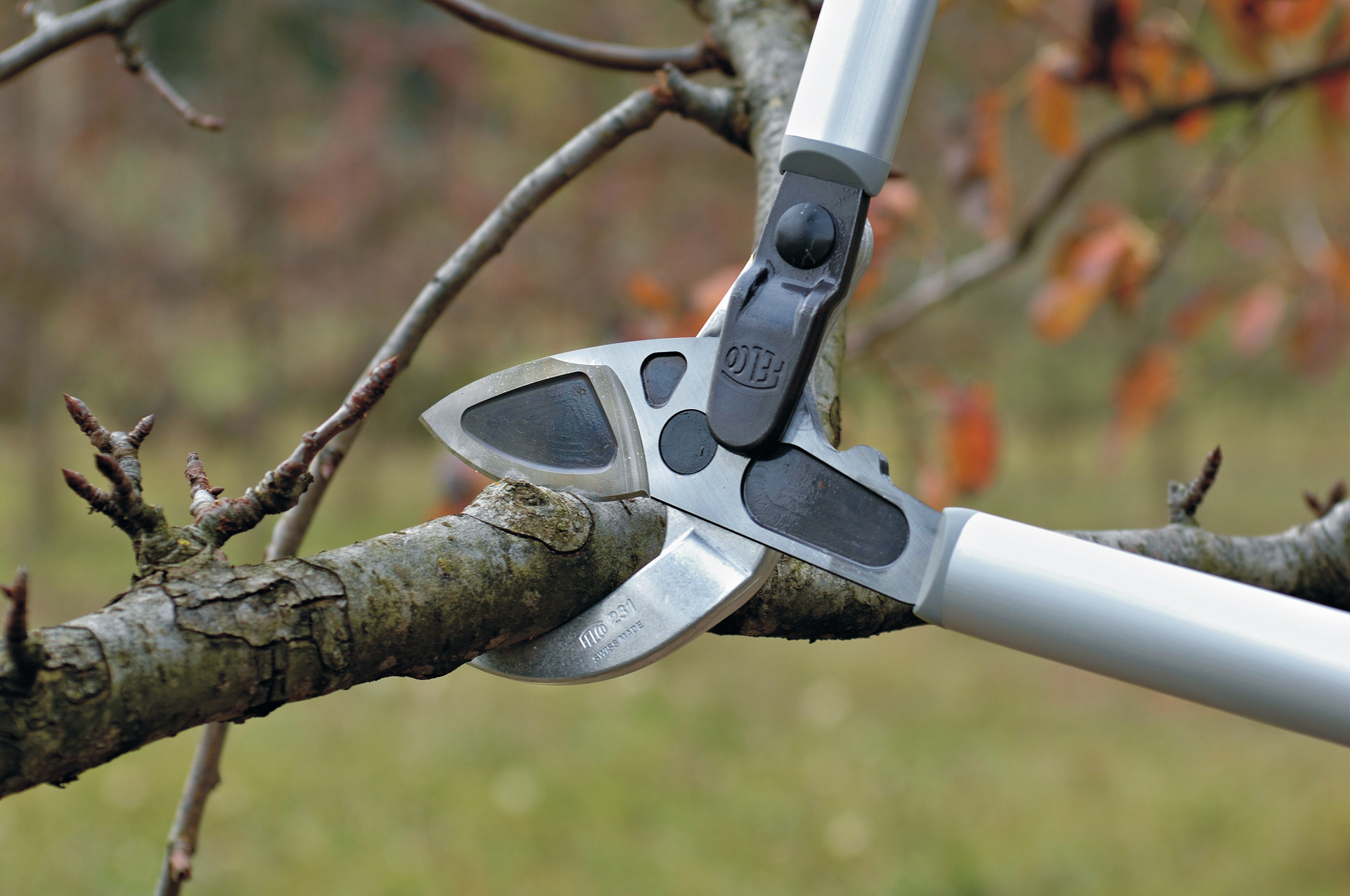How to prune fruit trees | STIHL